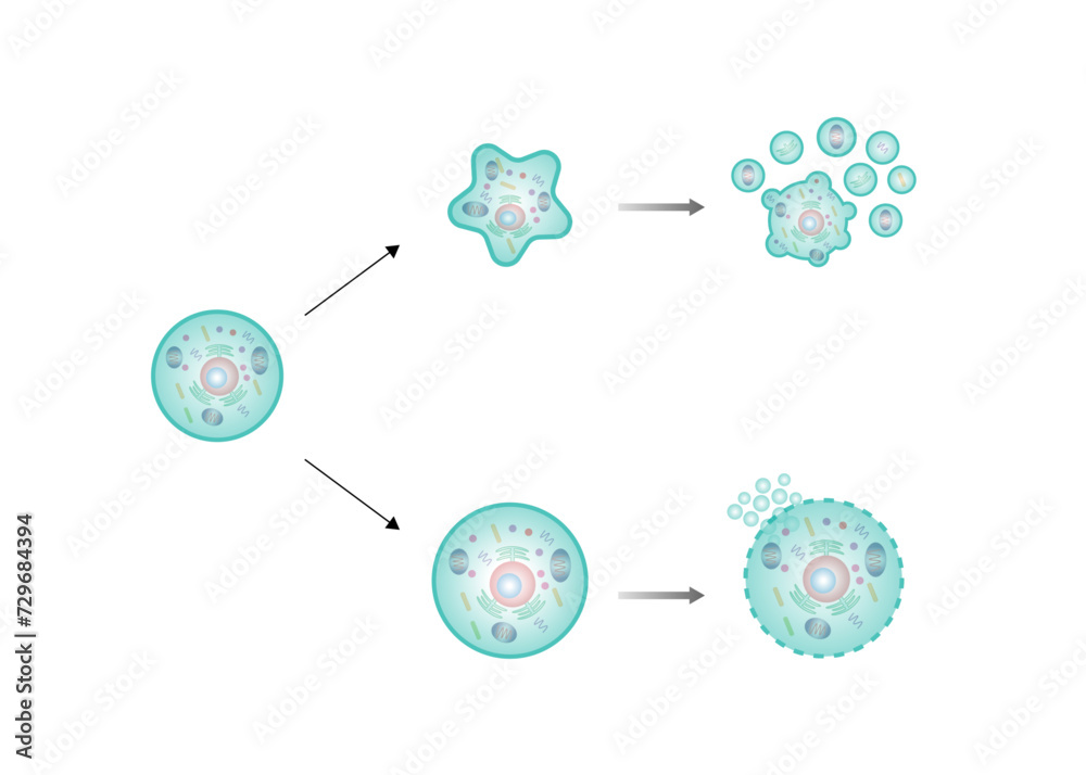 Poster Apoptosis and necrosis of normal cell – Wall Art | UkPosters