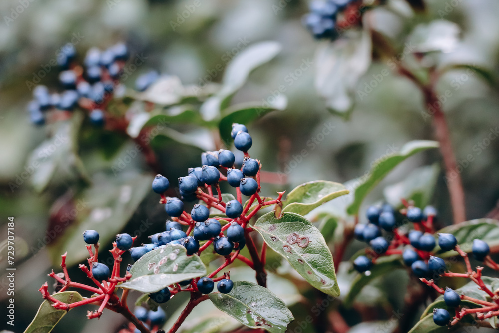 Viburnum tinus, the laurustinus, laurustine or laurestine, a species of ...
