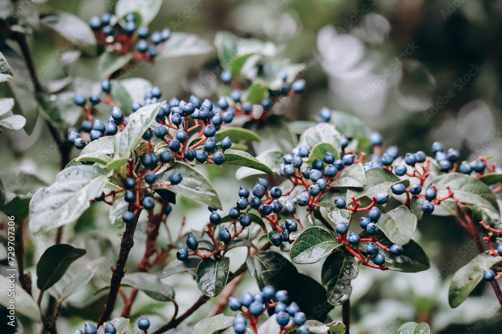 Viburnum tinus, the laurustinus, laurustine or laurestine, a species of ...