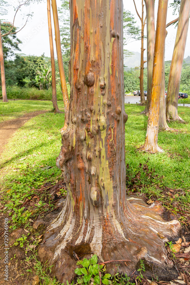 Rainbow Eucalyptus trees at Keahua Arboretum near Kapa'a, Kauai, Hawaii ...