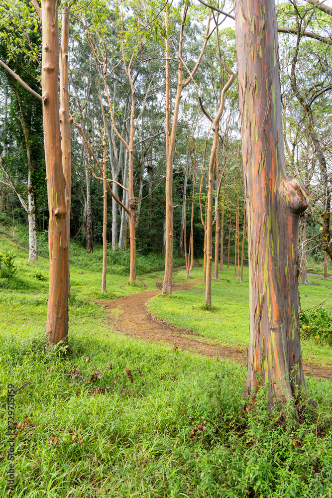 Rainbow Eucalyptus trees at Keahua Arboretum near Kapa'a, Kauai, Hawaii ...