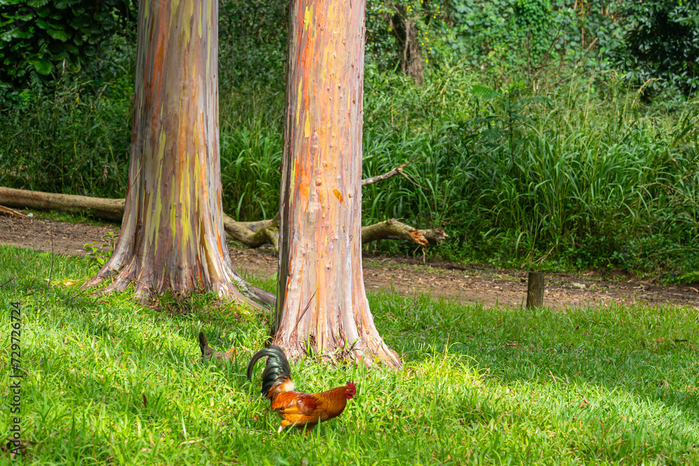 A rooster and a hen and Rainbow Eucalyptus trees in Kauai, Hawaii ...