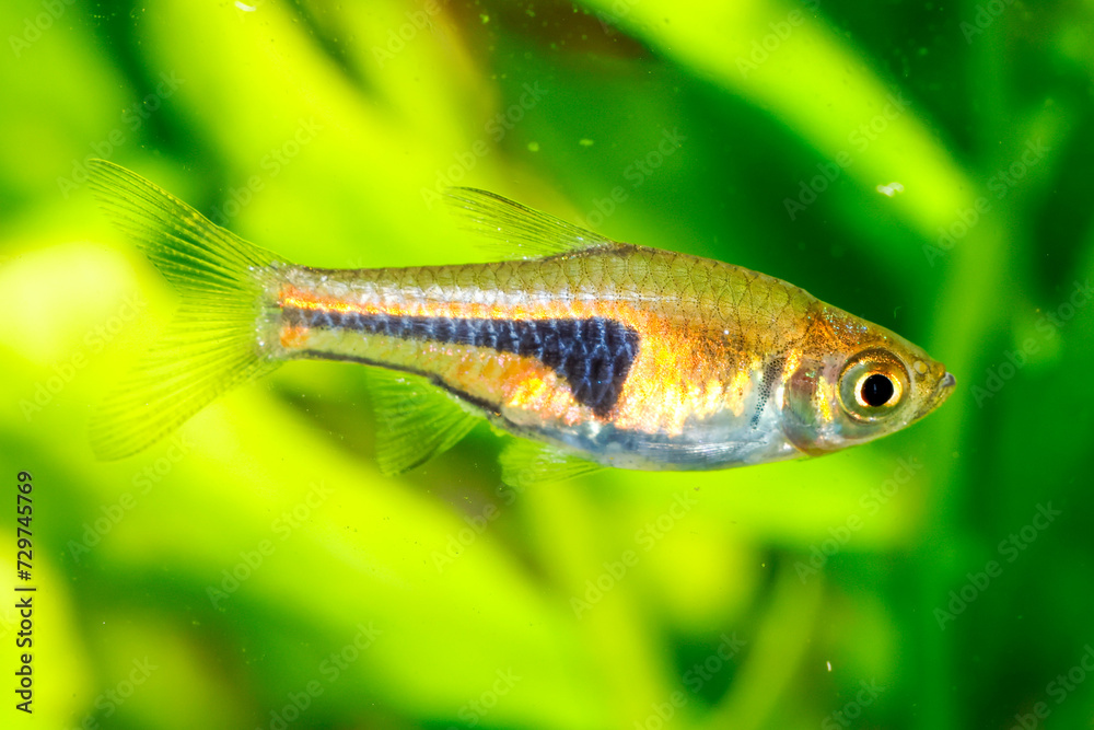 False Harlequin rasbora, Lambchop rasbora, scientific name is ...