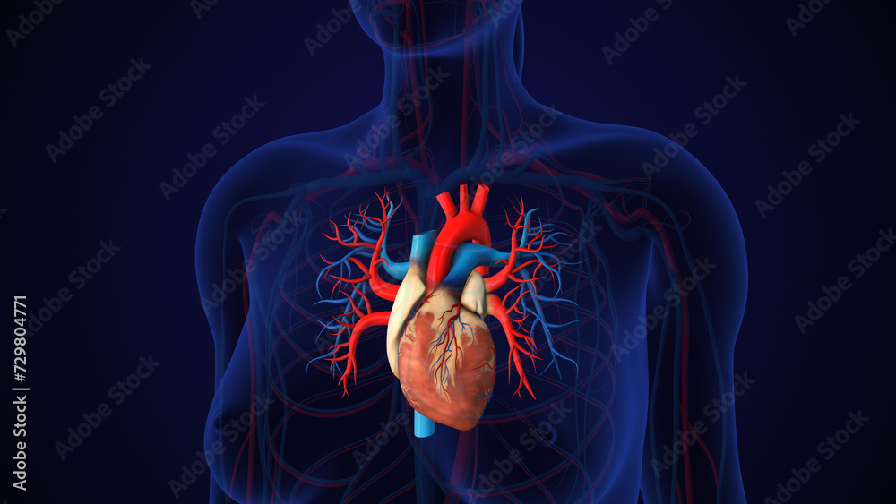 Human Circulatory System Heart Anatomy on Transparent Body Stock ...