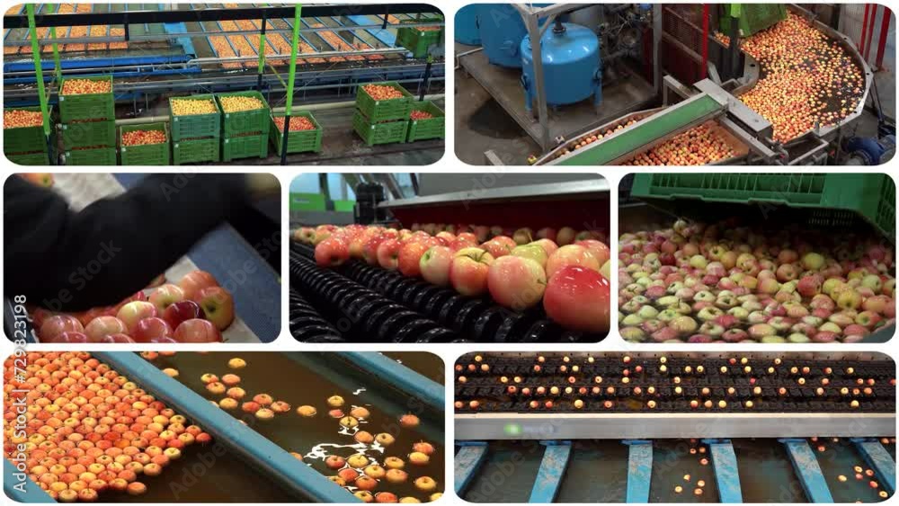 Highly Automated Apple Packing House Facility. Apple Washing, Sorting ...
