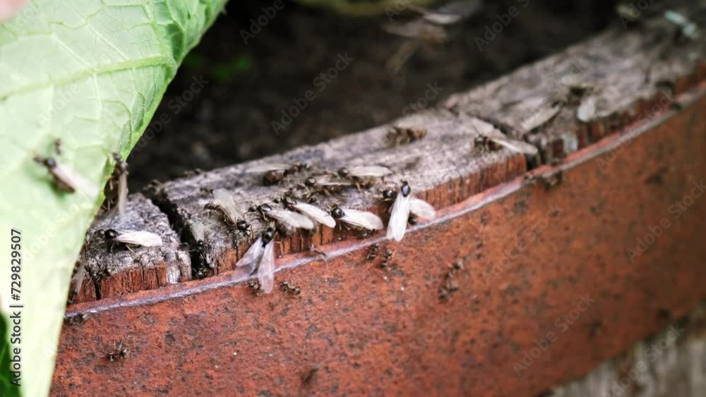 Flying ants colony wedding day. Insects busy crawling migration ...
