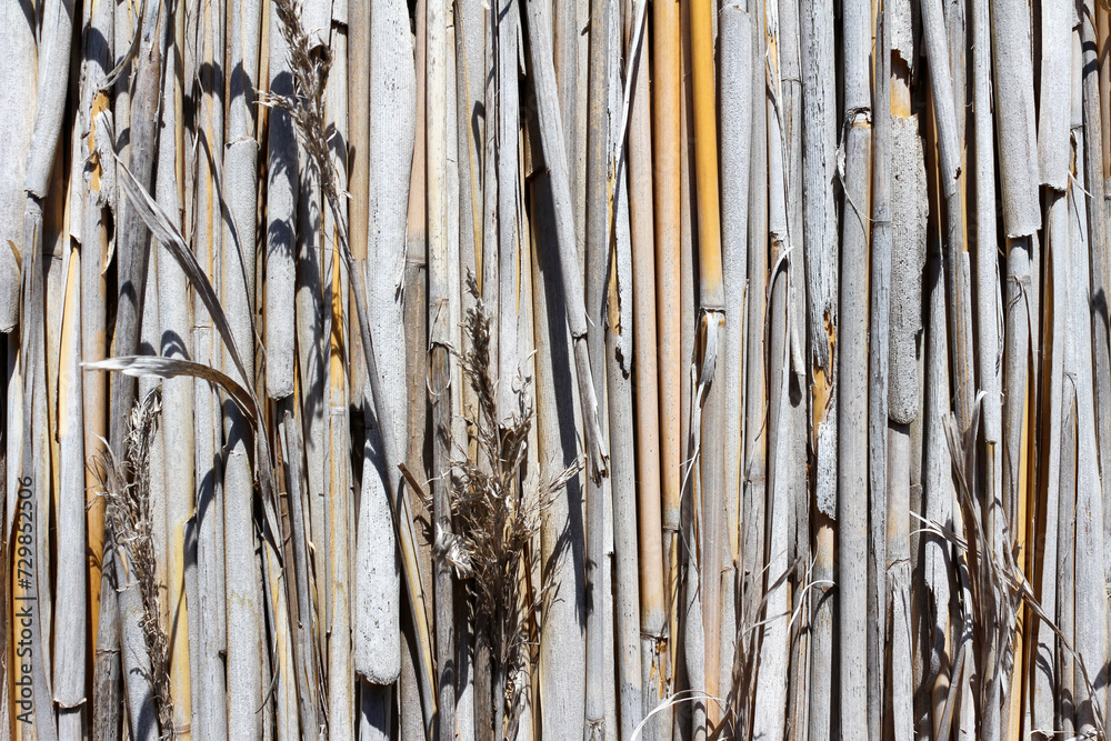 Wall made of Arundo donax, a tall perennial cane, also called giant ...