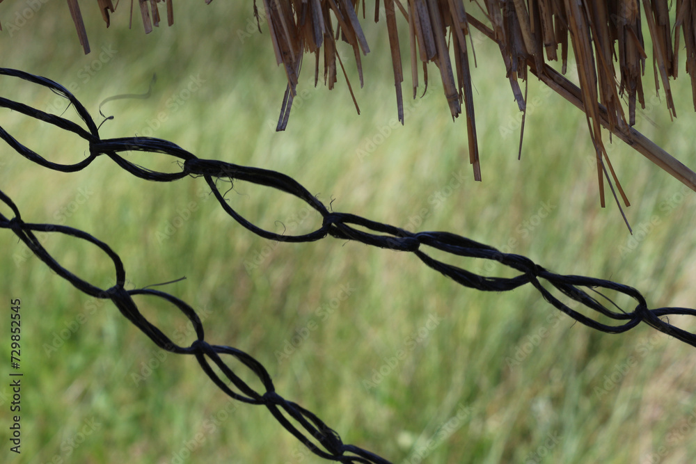 Artistic composition with a structure of Arundo donax, also called ...