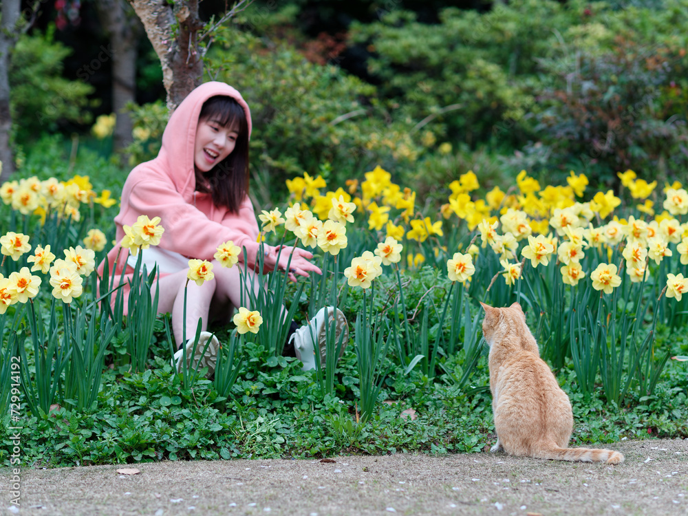Focus on cat. Beautiful young Chinese woman sitting in yellow daffodil ...