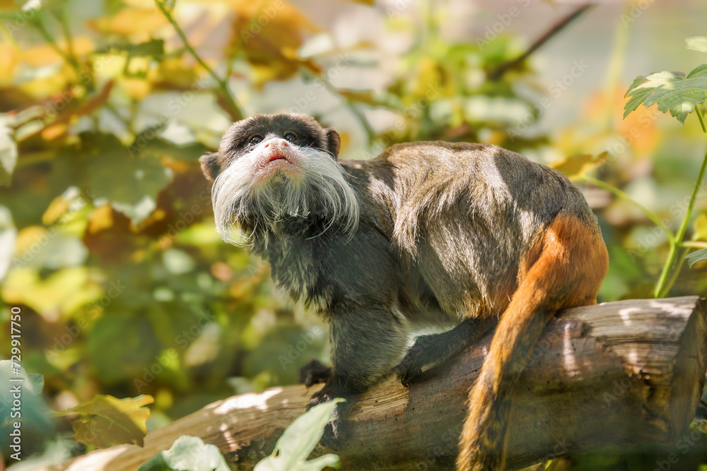 Emperor Tamarin, Saguinus imperator looking sat in tree amongst leaves ...