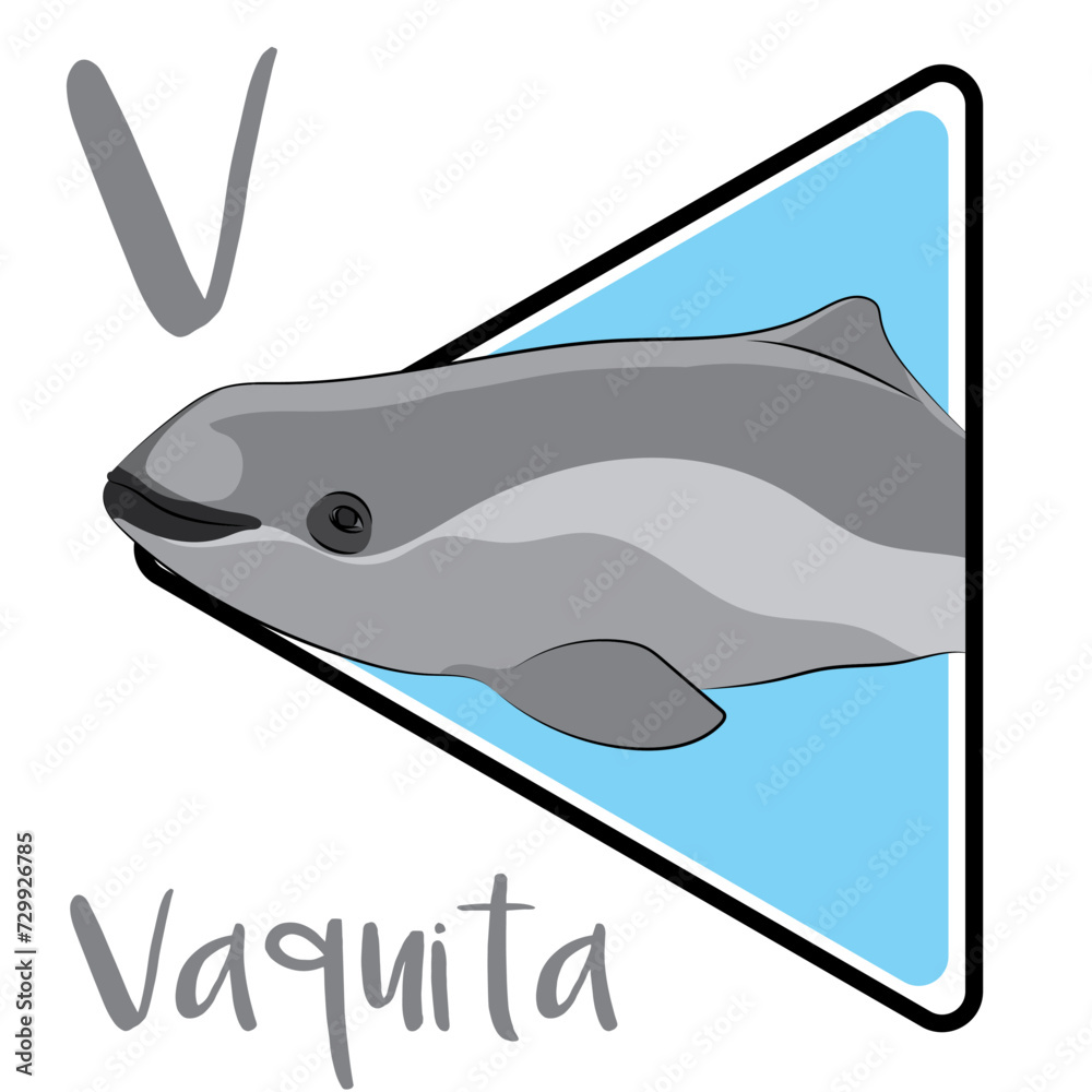 The vaquita is currently on the brink of extinction. Vaquita is the ...