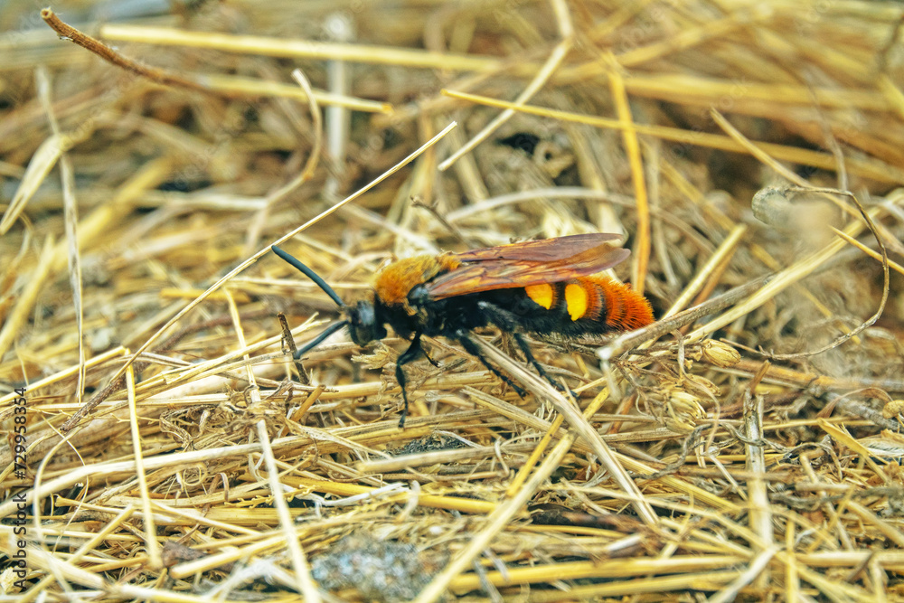 Mammoth wasp (Megascolia maculata, female, largest Hymenoptera) moves ...