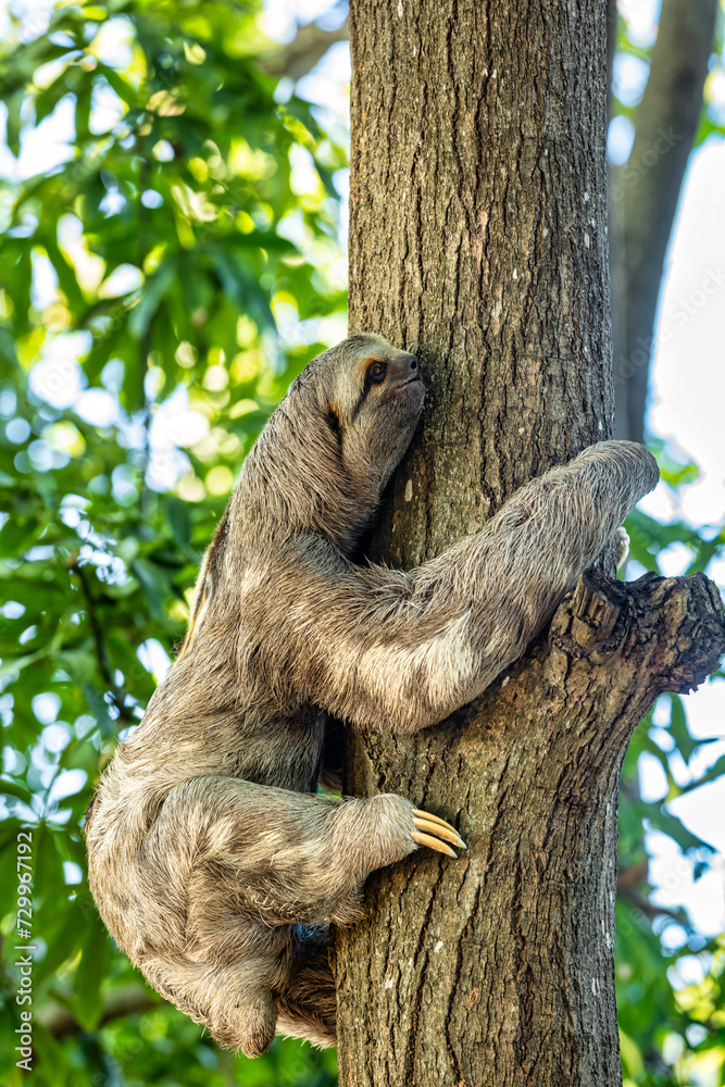 Three-toed or three-fingered sloths (Bradypus variegatus), arboreal ...