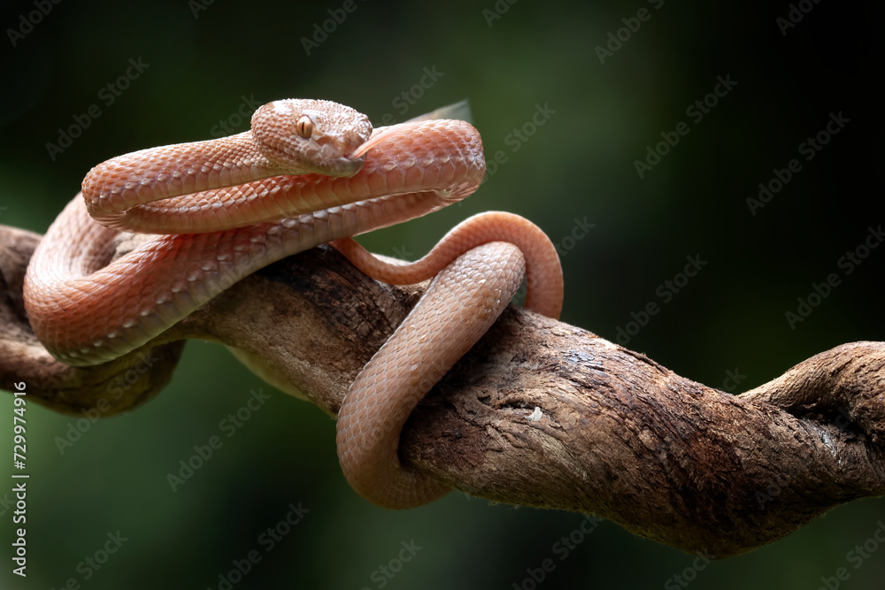 Mangrove Pit Viper with attack position on branch, Mangrove Pit Viper ...