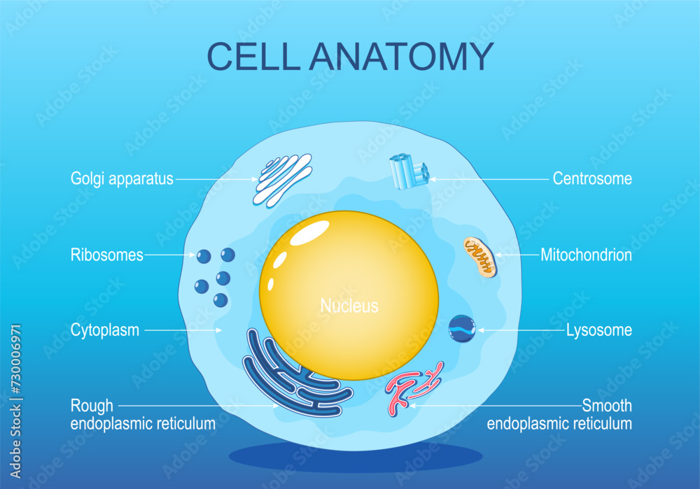 Anatomy of animal cell. Human cell structure. Stock Vector | Adobe Stock