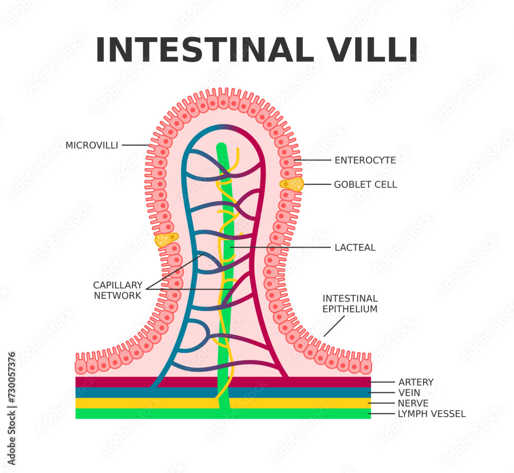 Vecteur Stock Intestinal villi. Microvilli. Intestinal epithelium ...