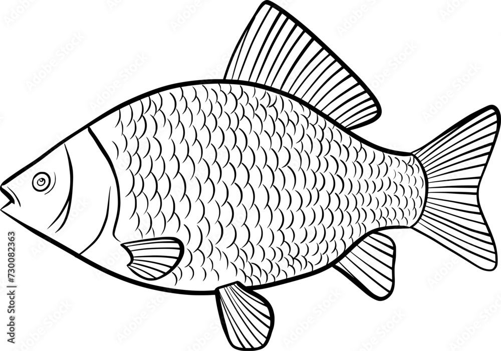 crucian carp fish outline illustration, isolated Stock Vector | Adobe Stock