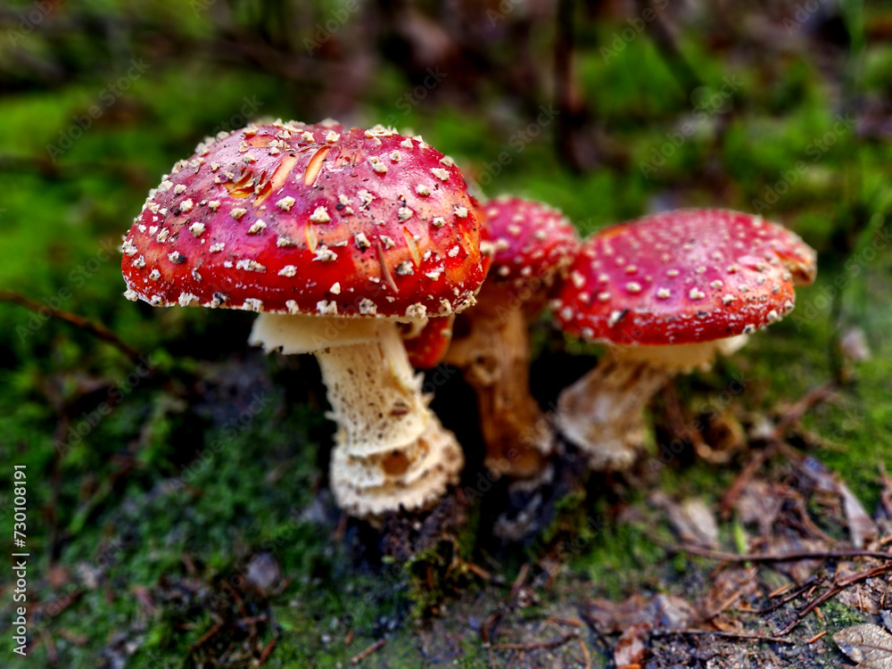 beautiful toadstools entice children to taste them. gastric lavage is ...