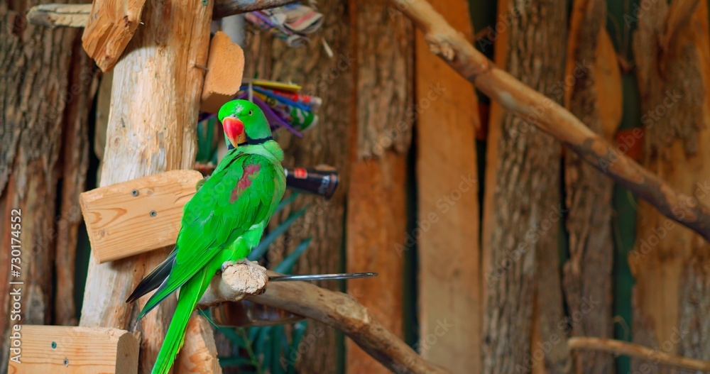 In branch of tree Ring-necked Parrot with beautiful green plumage ...