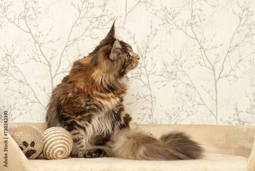 Fluffy Maine Coon cat on a beige sofa in warm light Perfect for pet ...