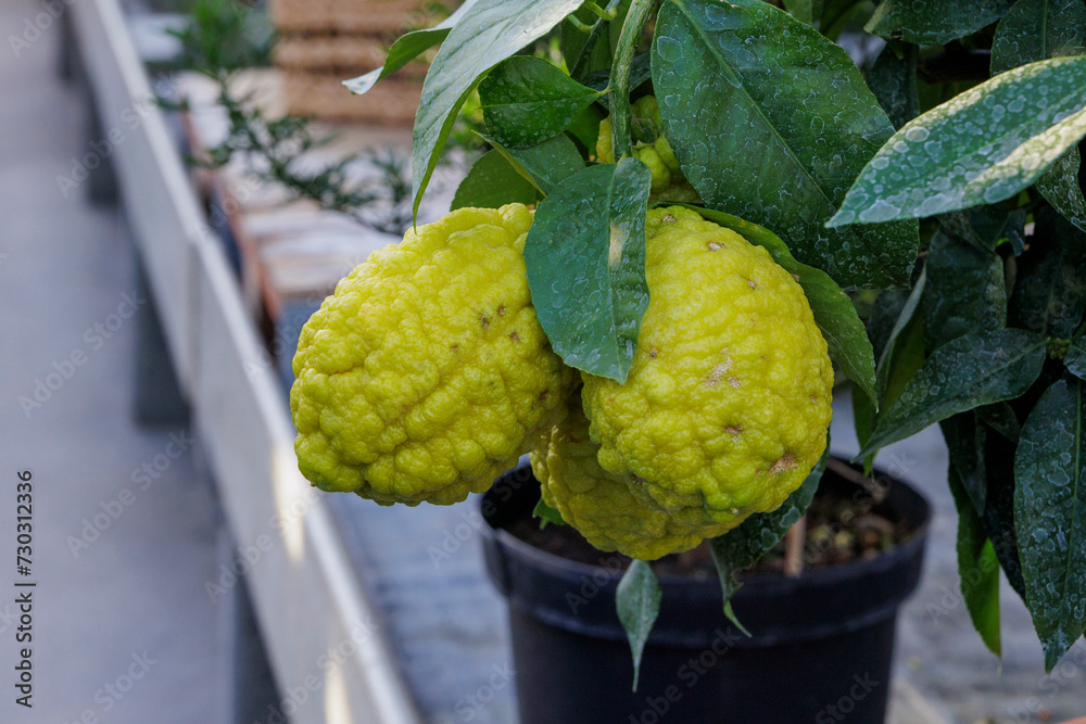 Fruits of a citron lemon on a plant in a greenhouse Stock Photo | Adobe ...