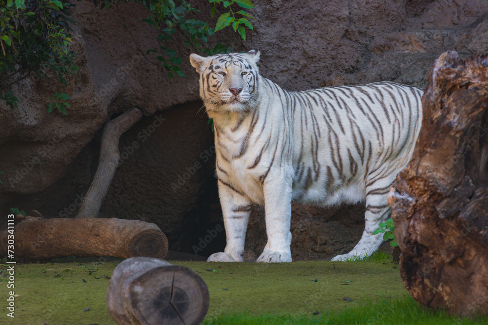 White bengal tiger (Panthera tigris tigris) in a zoo of Tenerife (Spain ...