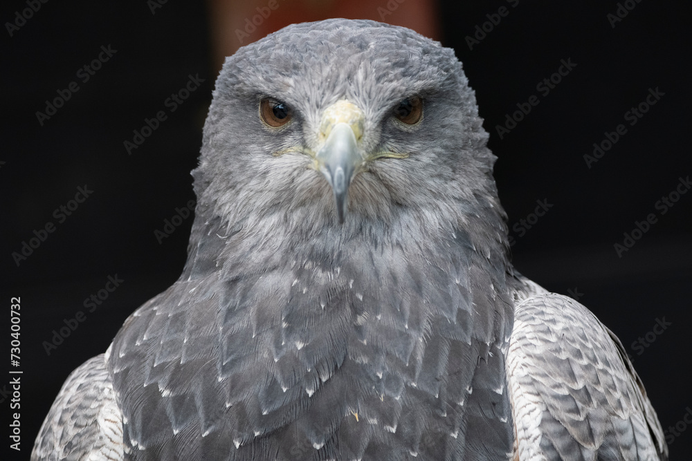 A Chilean Blue Eagle. Also known as the Black-Chested Buzzard-Eagle ...