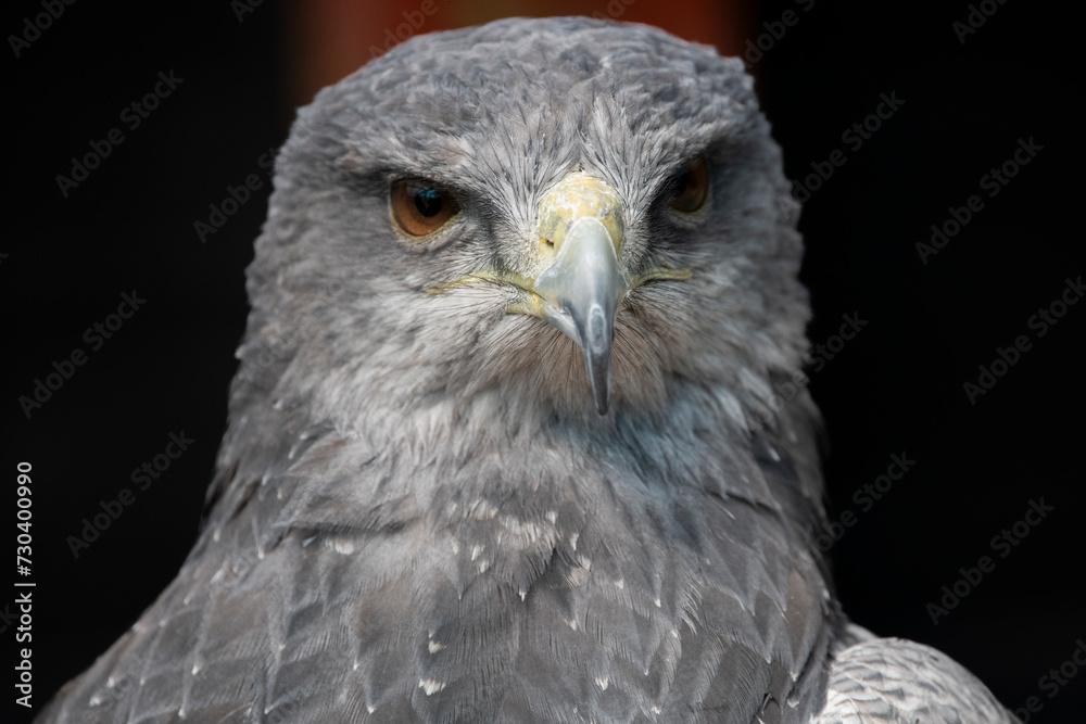 A Chilean Blue Eagle. Also known as the Black-Chested Buzzard-Eagle ...