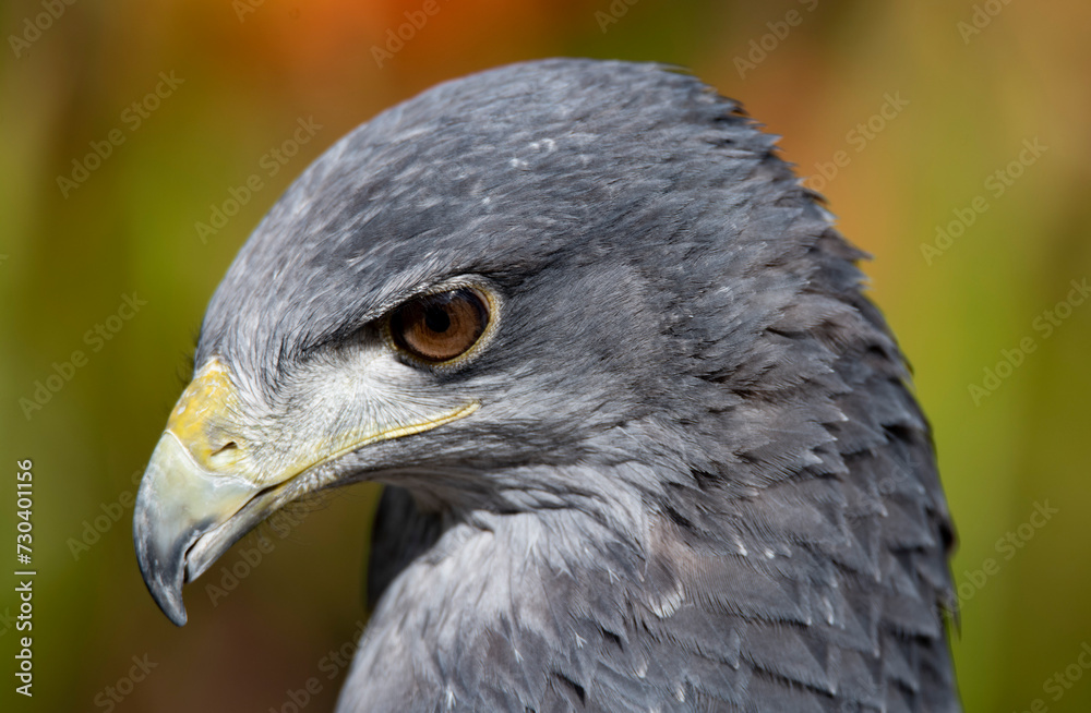 A Chilean Blue Eagle. Also known as the Black-Chested Buzzard-Eagle, the Chilean Blue Eagle is a ...