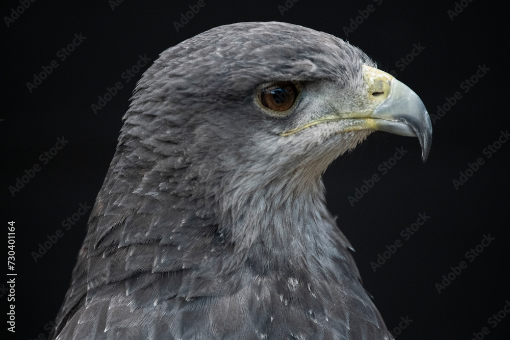 A Chilean Blue Eagle. Also known as the Black-Chested Buzzard-Eagle ...