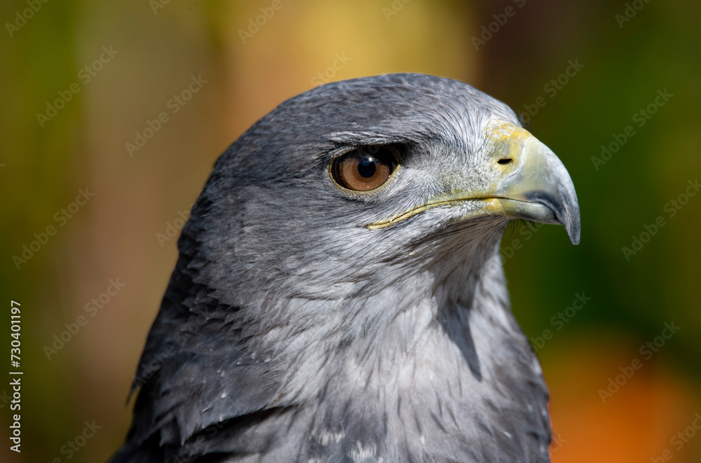 A Chilean Blue Eagle. Also known as the Black-Chested Buzzard-Eagle ...