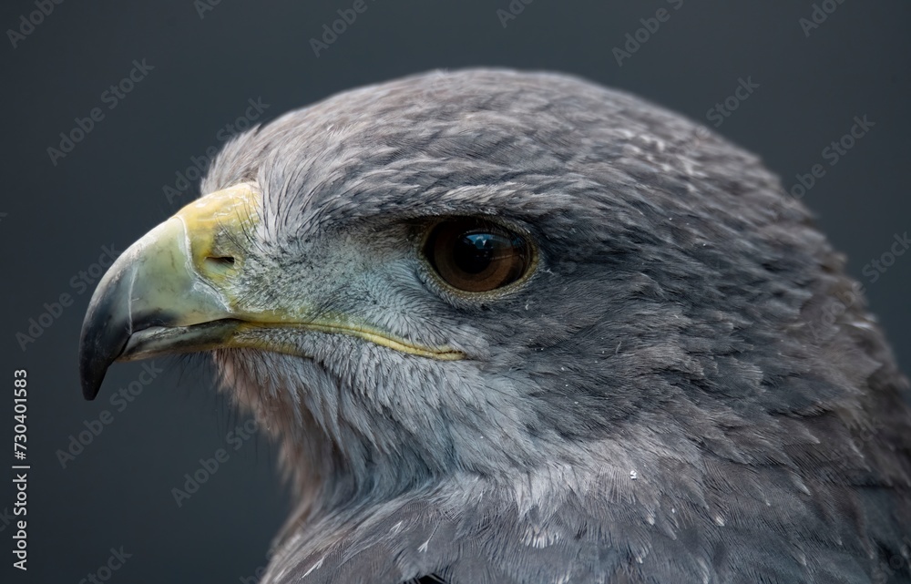 A Chilean Blue Eagle. Also known as the Black-Chested Buzzard-Eagle ...