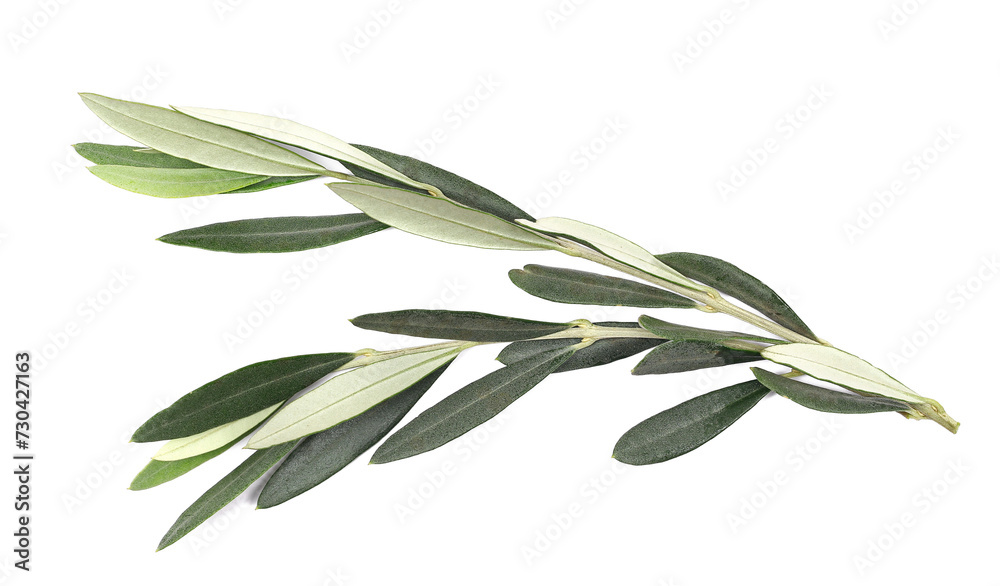 Olive tree, twigs with fresh green leaves isolated on white, top view ...