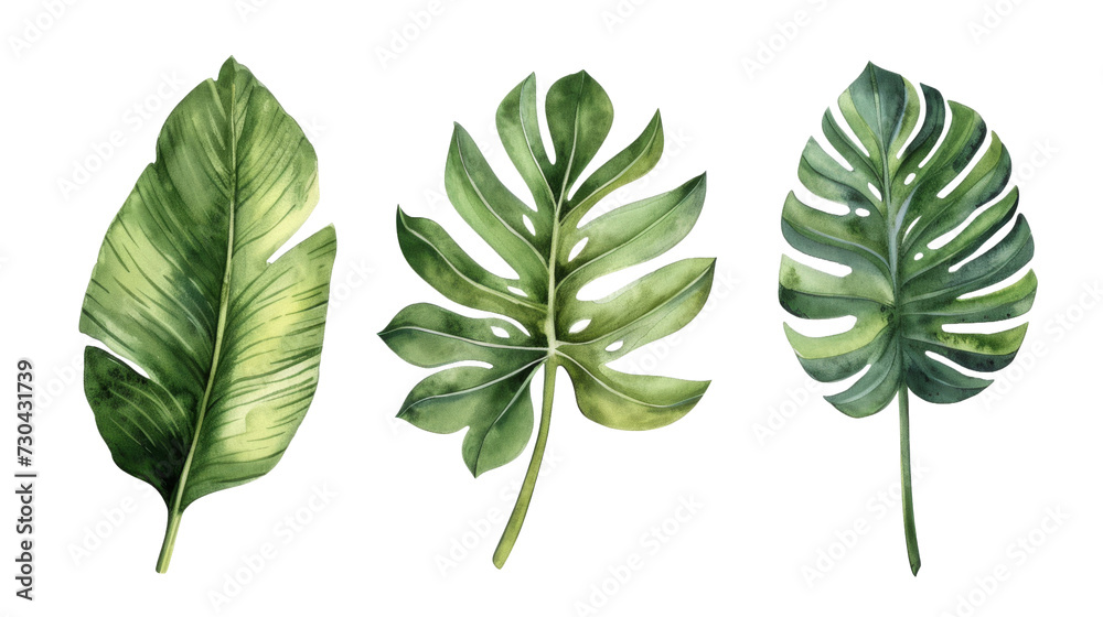 Vintage Watercolor Tropical leaves collection. palm leaf, monstera ...