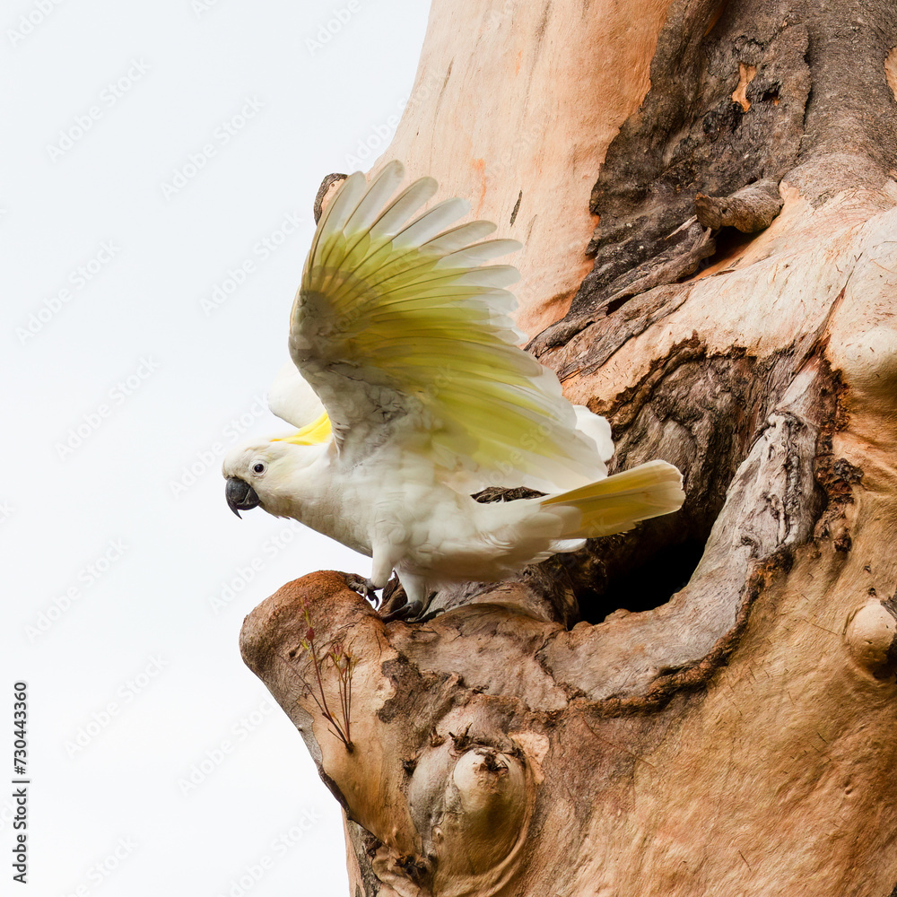 A sulphur crested cockatoo, an Australian icon, flapping its wings ...