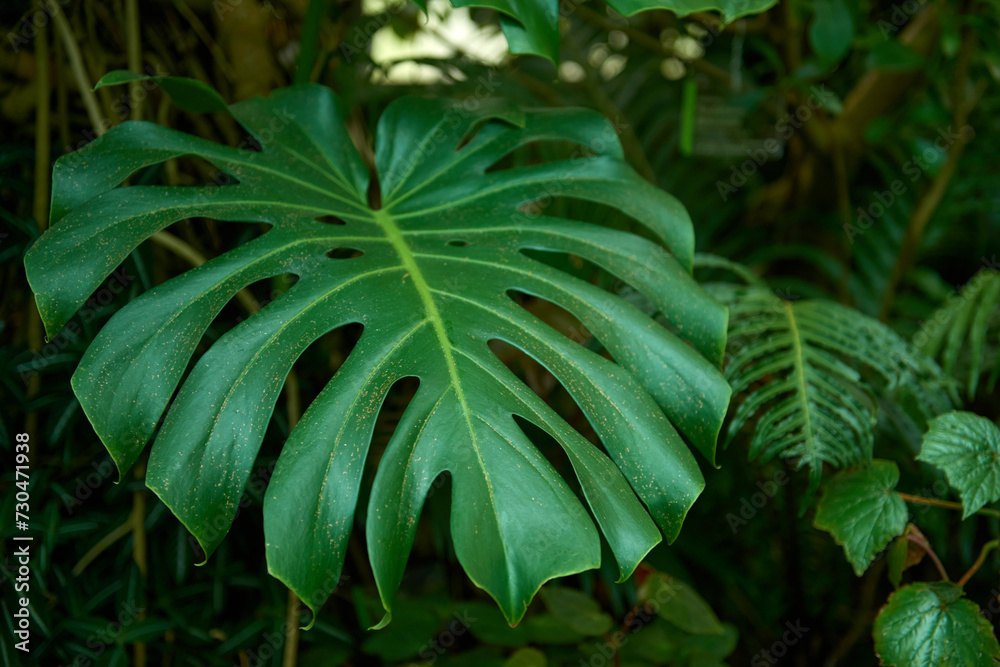 Monstera Madness: The Ultimate Guide to Growing and Caring for Monstera ...