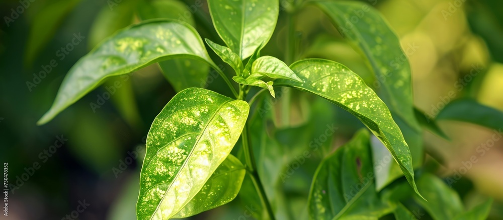 Pepper plant leaves exhibit pale spots due to sunburn when young plants ...