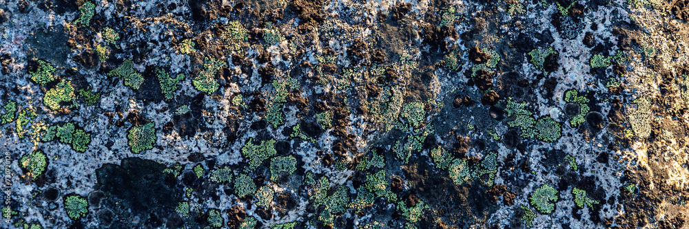 Natural texture of a stone covered with lichen. Lichenes patterns on a ...