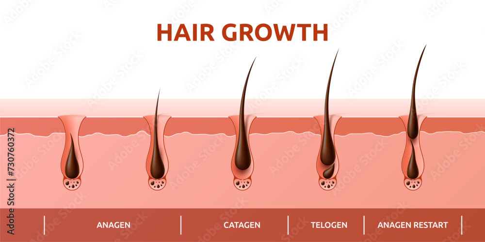 Hair Growth Cycle Of Follicles Phase Diagram With Human Scalp Hair