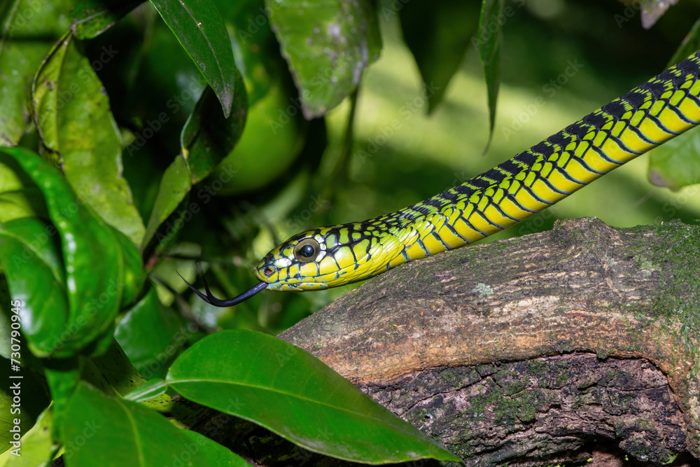 The vibrant colours of a highly venomous adult male boomslang ...