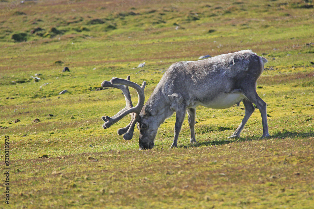 Un renne en pleine activité de nourriture Stock Photo | Adobe Stock