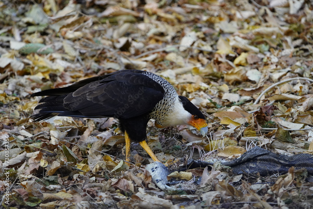 The crested caracara (Caracara plancus), also known as the Mexican ...