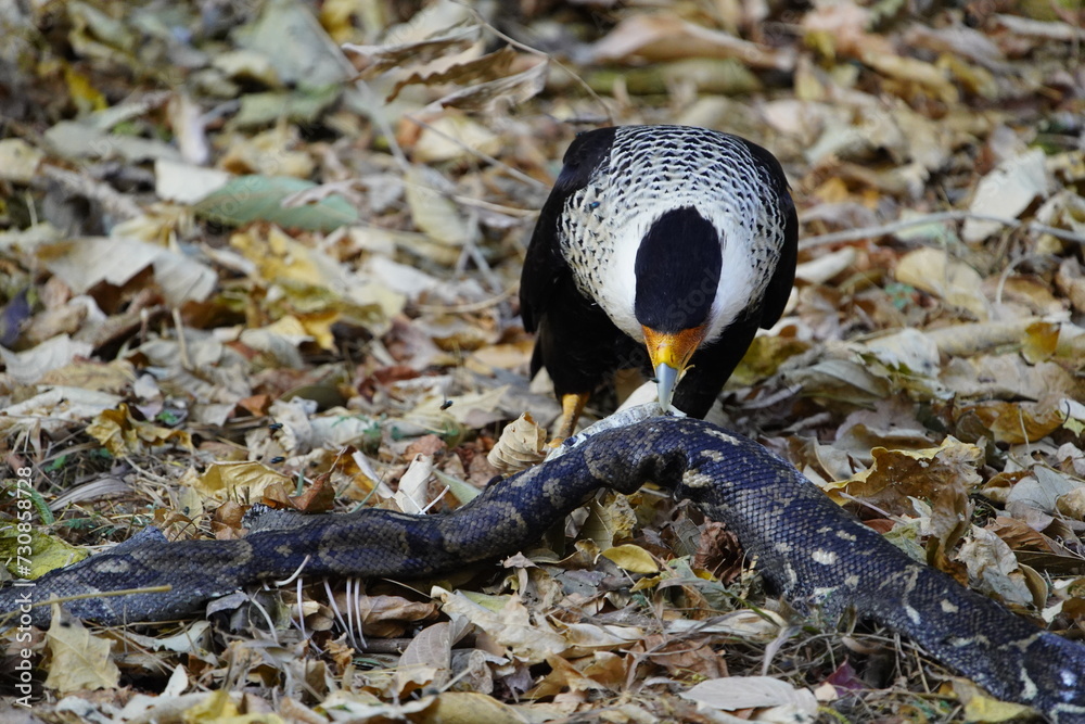 Poster The crested caracara (Caracara plancus), also known as the ...