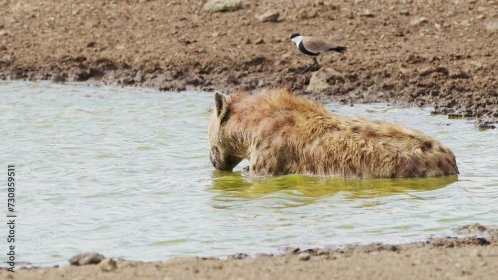 Hyena bathing in small pond, wallowing and cleaning after hunting ...