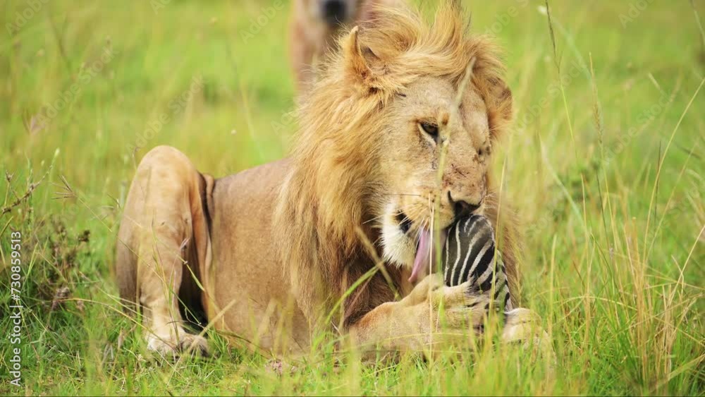 Male Lion Eating a Kill of a Dead Zebra, African Wildlife Safari ...