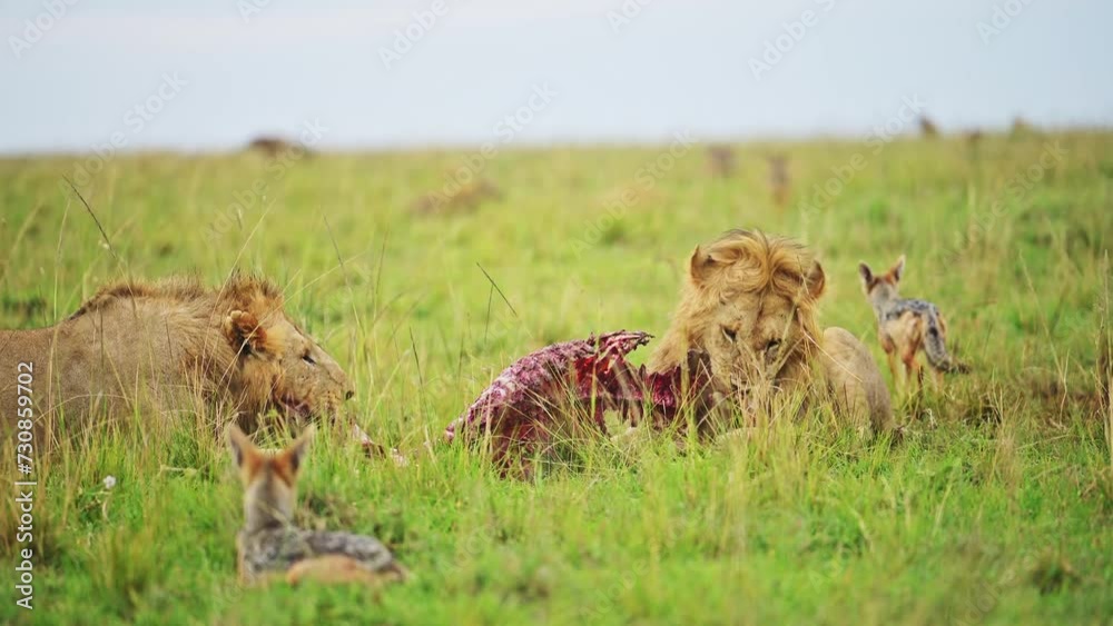 Slow Motion Shot of Two male lions feeding on a fresh kill showing powerful dominance, African ...