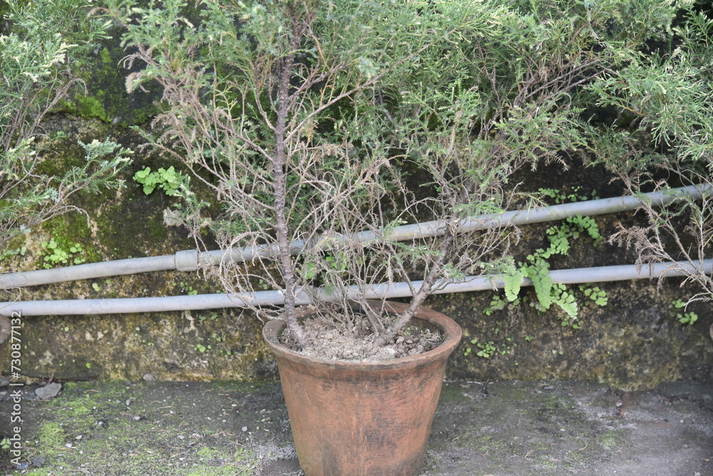 Morpankhi plant Stock Photo | Adobe Stock