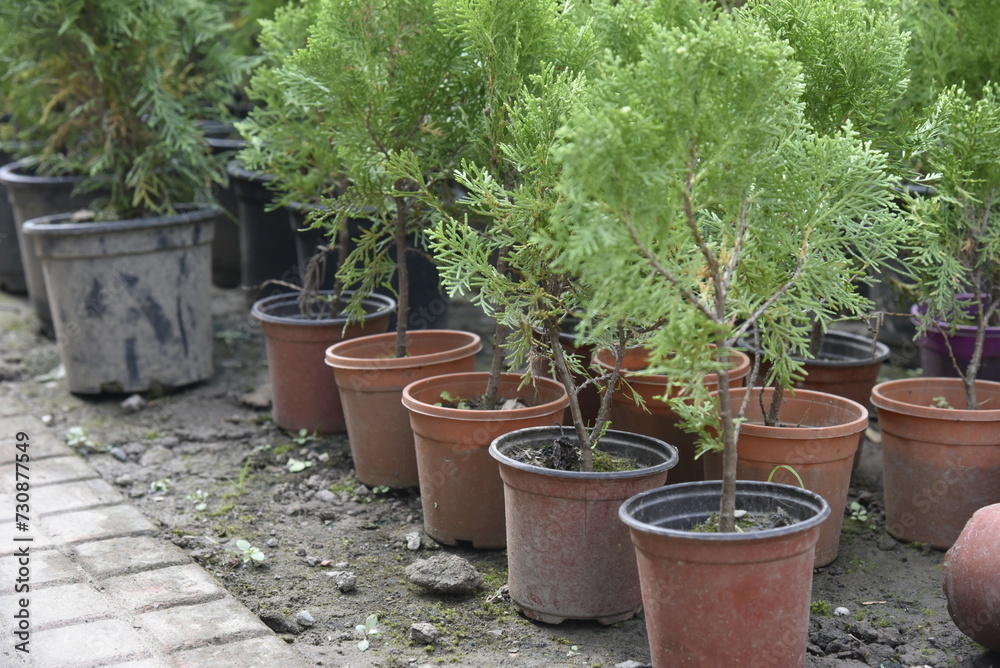 Morpankhi plant Stock Photo | Adobe Stock