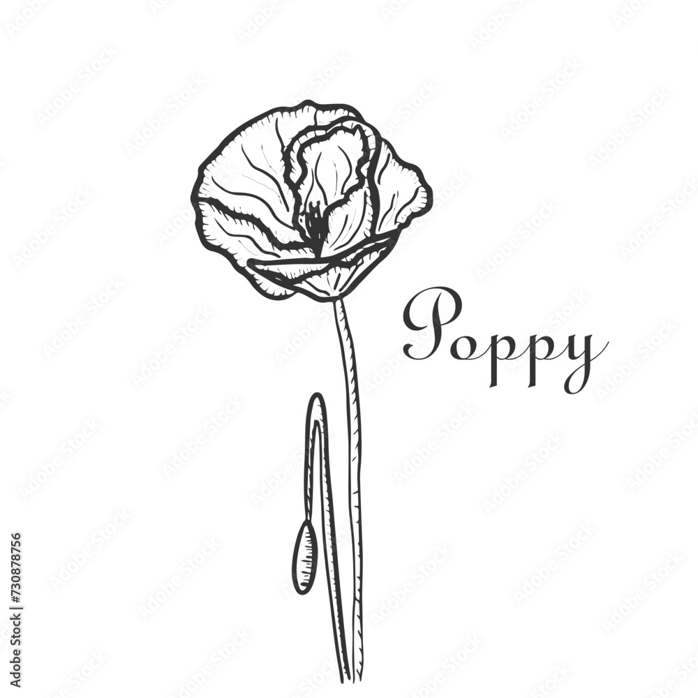 Vintage Poppy Flowers Vector Illustration Hand Drawn Flower On A White