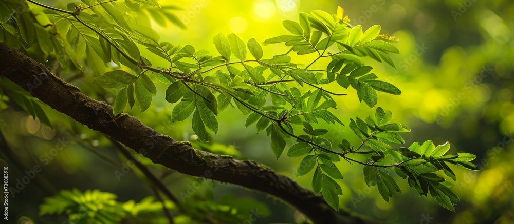 The appeal of Thai Khot wood, a favored auspicious tree, is its ...